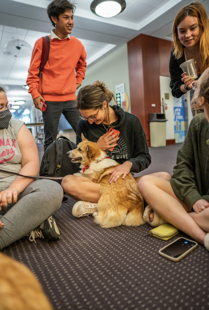 Spreading paws-itivity: Marisol Lambert brings joy, comfort to the College with weekly corgi ...