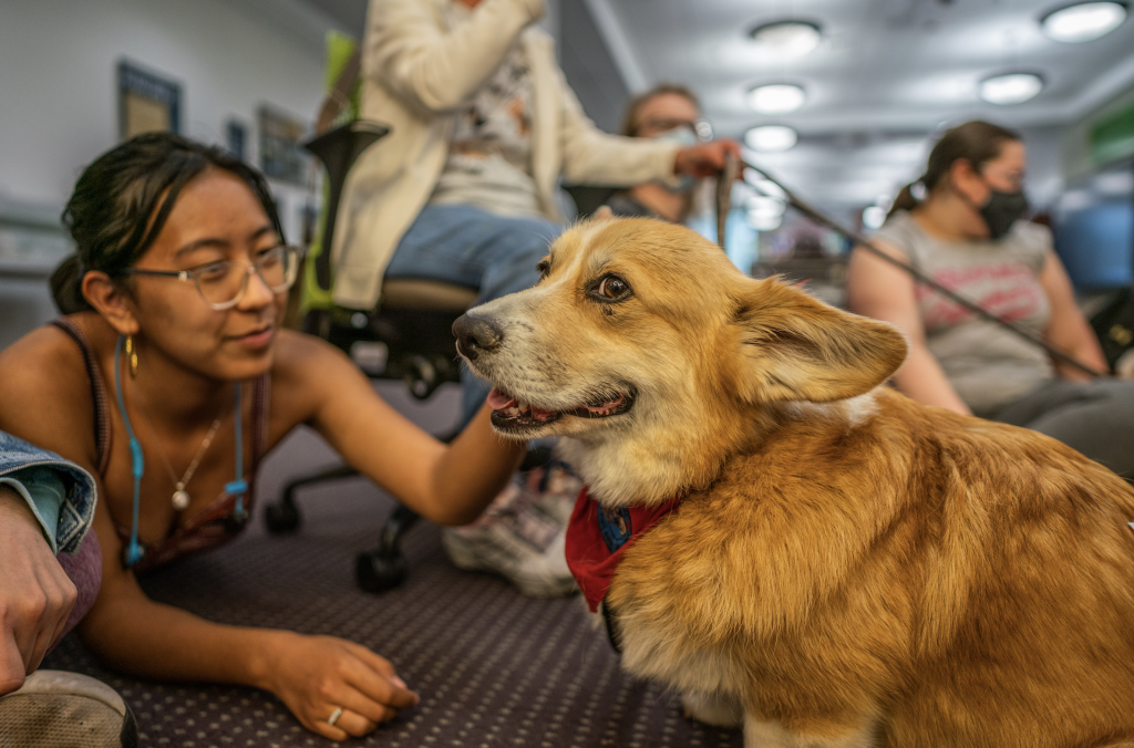 Spreading paws-itivity: Marisol Lambert brings joy, comfort to the College with weekly corgi ...