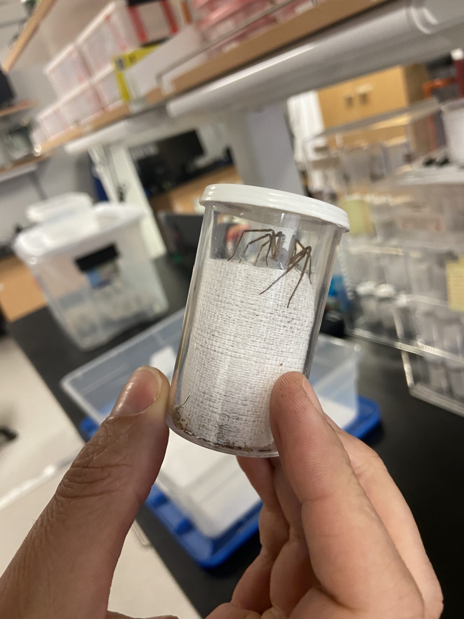 Biomaterials lab pioneers study of spider silk applications, publishes ...